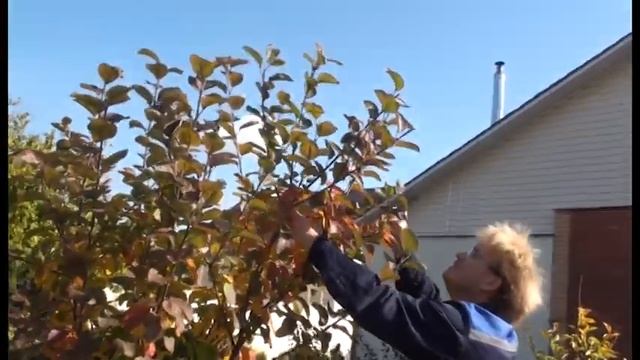 Осенняя обрезка яблонь в Сибири. Ефимов Игорь. Садовника вызывали