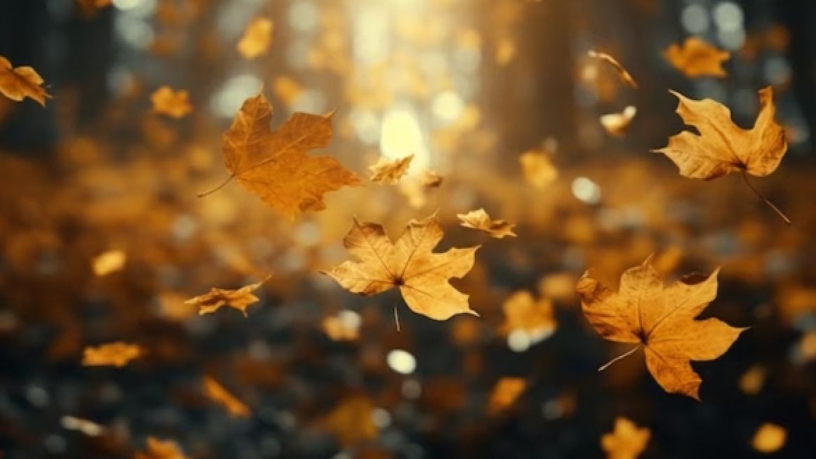 Опадают  листья