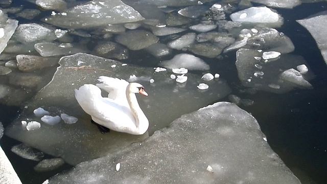 ЛЕБЕДИ В КАЛИНИНГРАСКОМ ЗАЛИВЕ