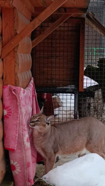 В мире животных. Выпуск 35