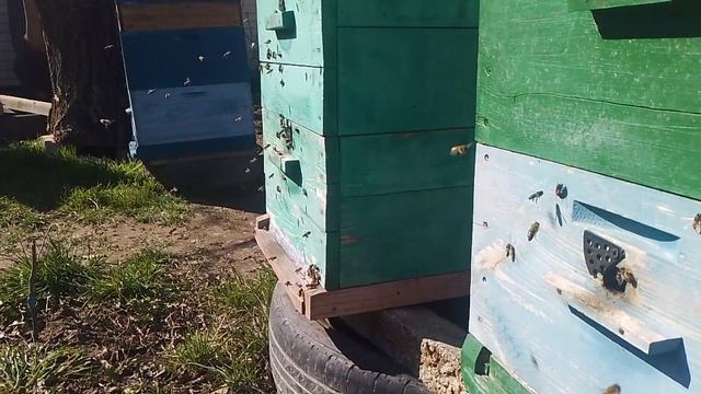 Весна 🌱 и пчёлы 🐝. 1 марта 2026 года в Крыму