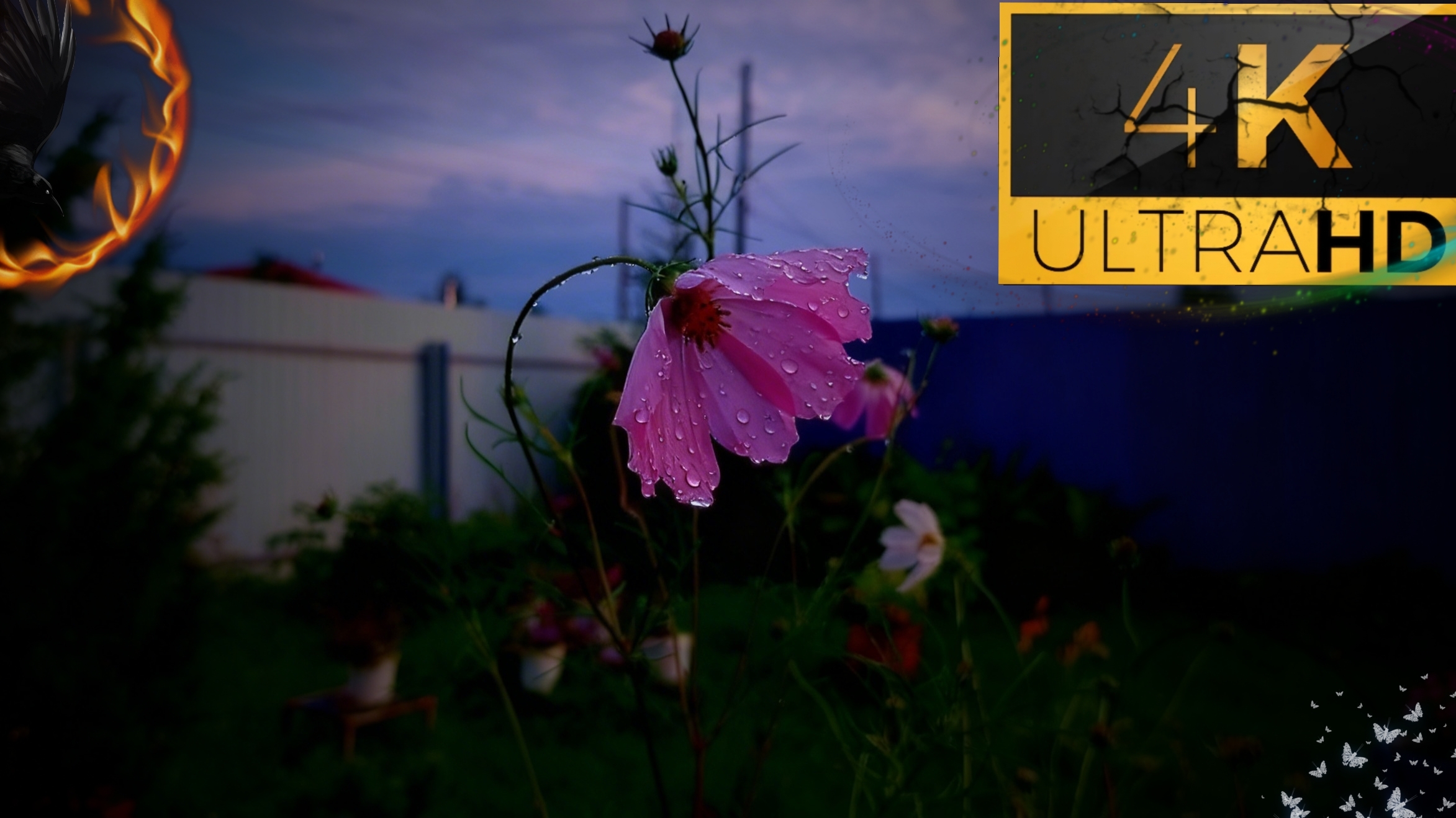 «Солнечные капли: танец дождя среди цветов»