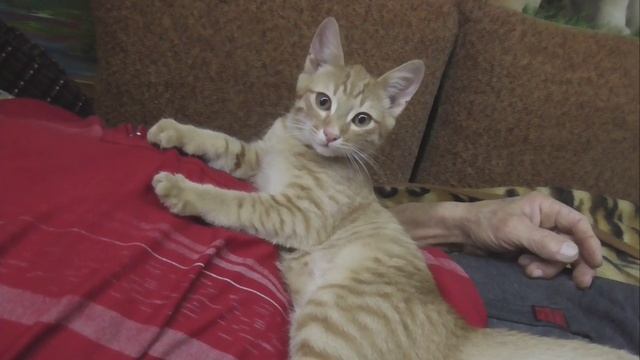 Мой фильм  Кот Филя ( Неугомонный кот )