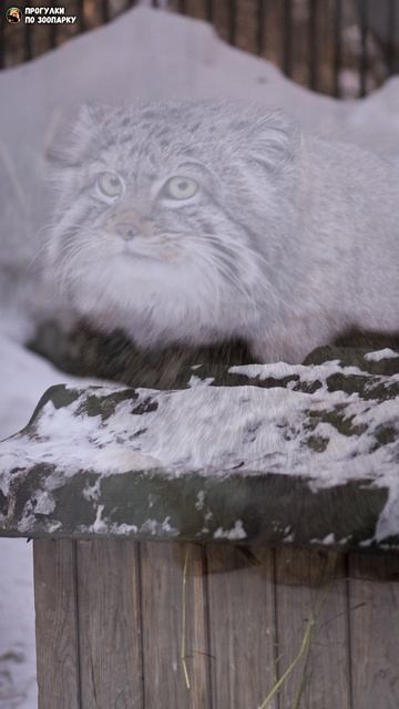 Дежурный манул заметил что-то подозрительное. Новосибирский зоопарк