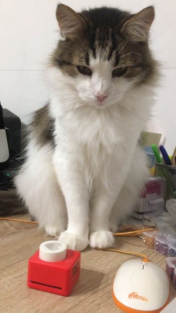 Кот Мася наблюдает ❤️