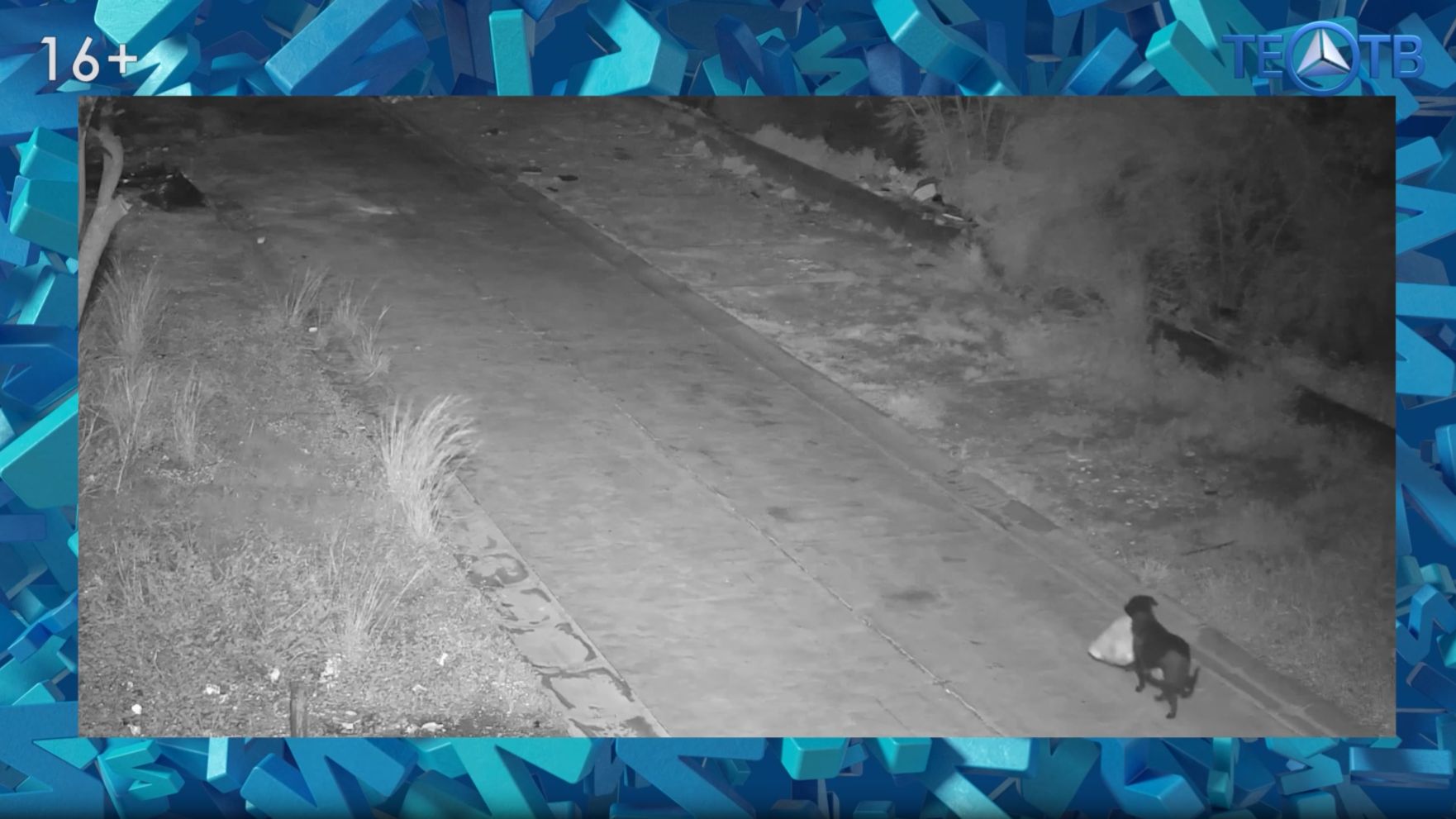 Пёс-мусоровоз