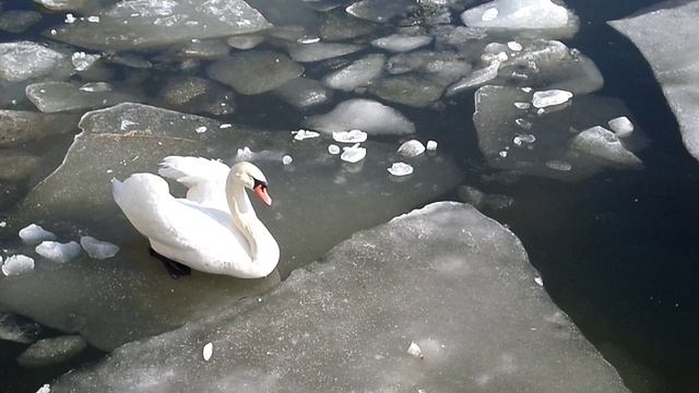 ЛЕБЕДИ В КАЛИНИНГРАДСКОМ ЗАЛИВЕ