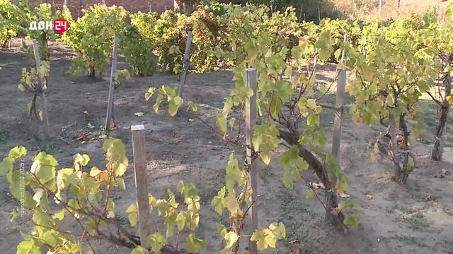 Станица-на-Дону 28.02.2026