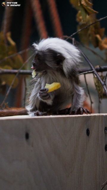 Детеныш эдипова тамарина Бусинка пытается съесть фрукт. Новосибирский зоопарк