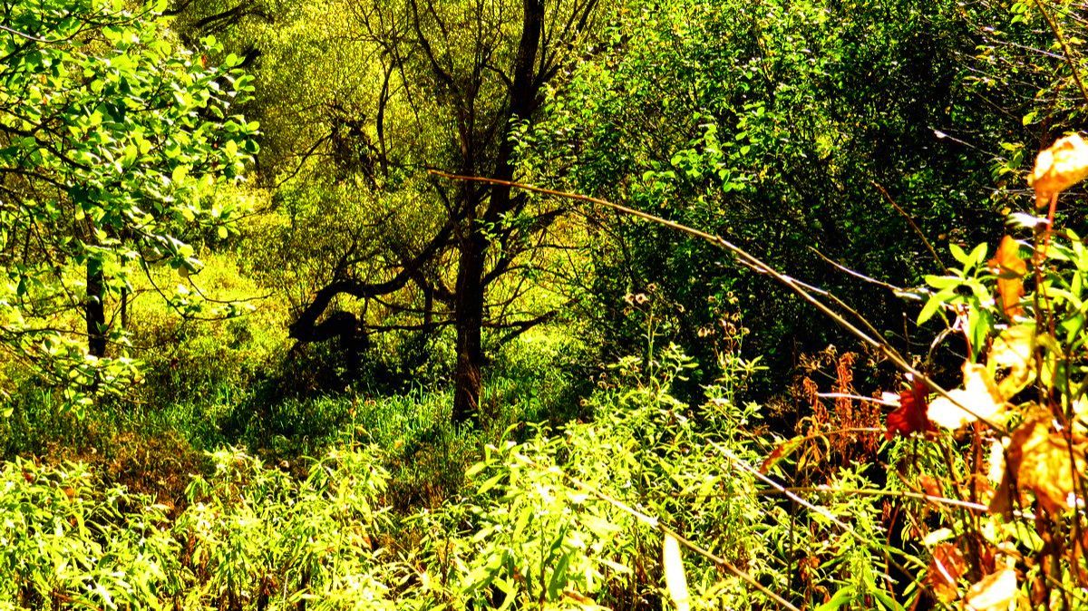 Как прекрасно прогуляться под солнцем...