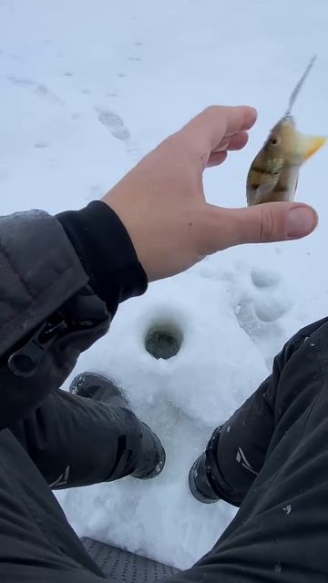 Здесь интересно! Не пропускай ролики! #рыбалка #рыбалканаозере #окунь #fishing