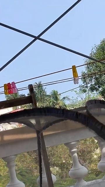 Два упавших на балкон птенца индийского соловья, их родители  живут на балконе. Птенцы учатся летать