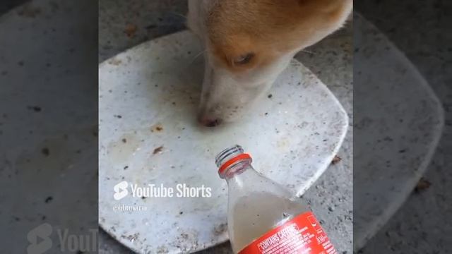 Индийская собачка Жасмин вылизывает бульон с тарелочки