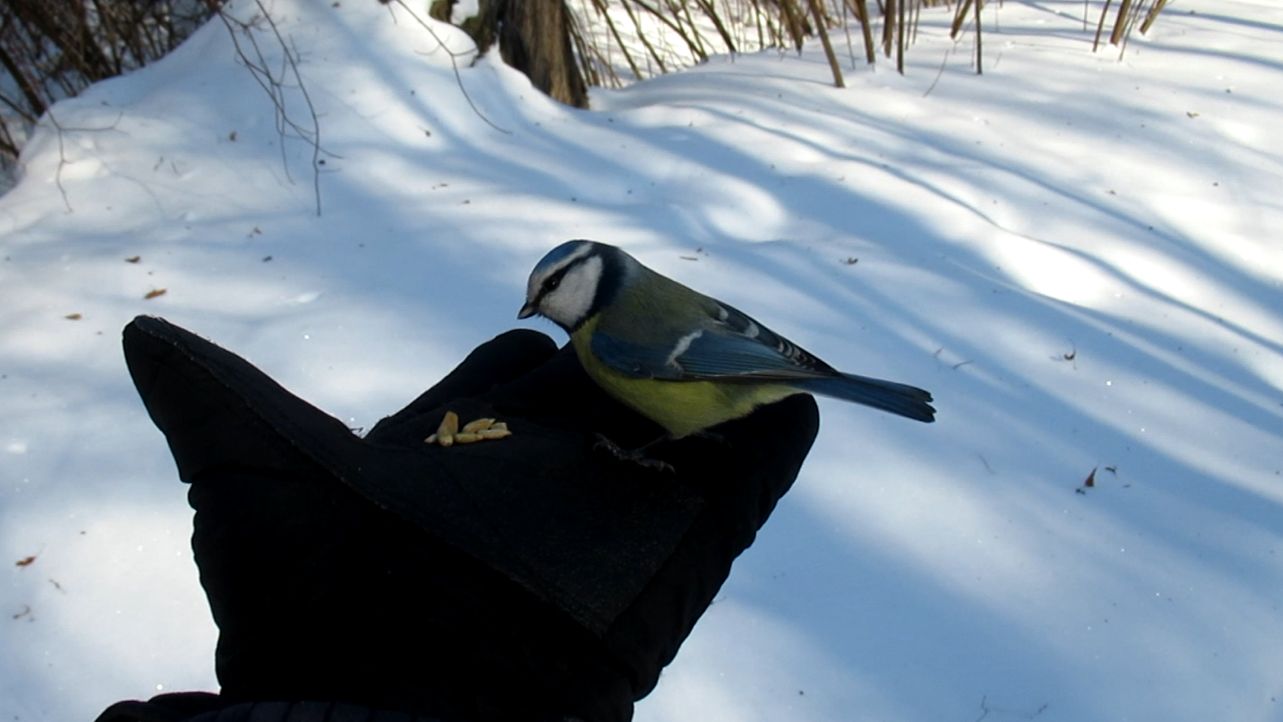 Кормлю синиц и лазоревок с руки