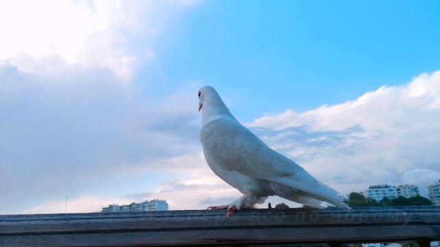 Дух Святой белым голубем.mp4