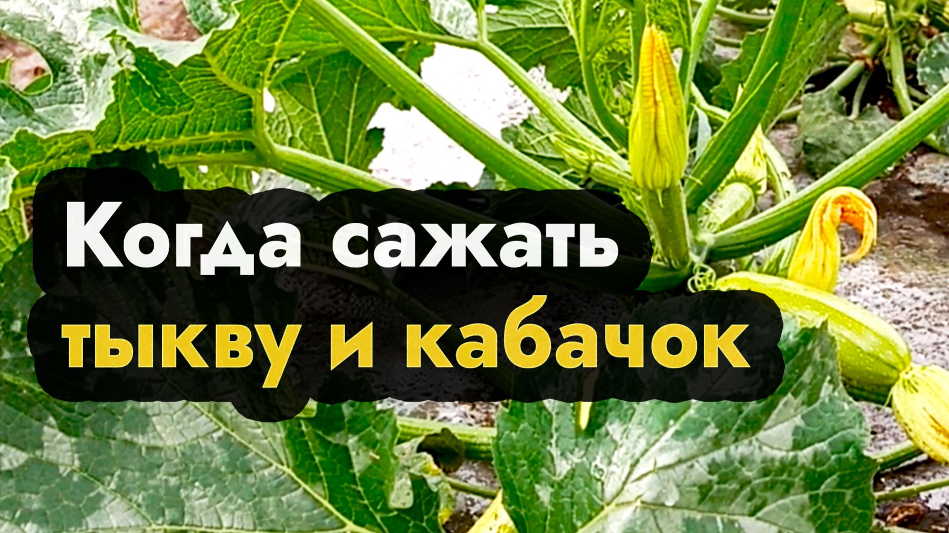 Когда сажать кабачки и тыкву на рассаду - выращивание кабачков и тыквы в 2026 году