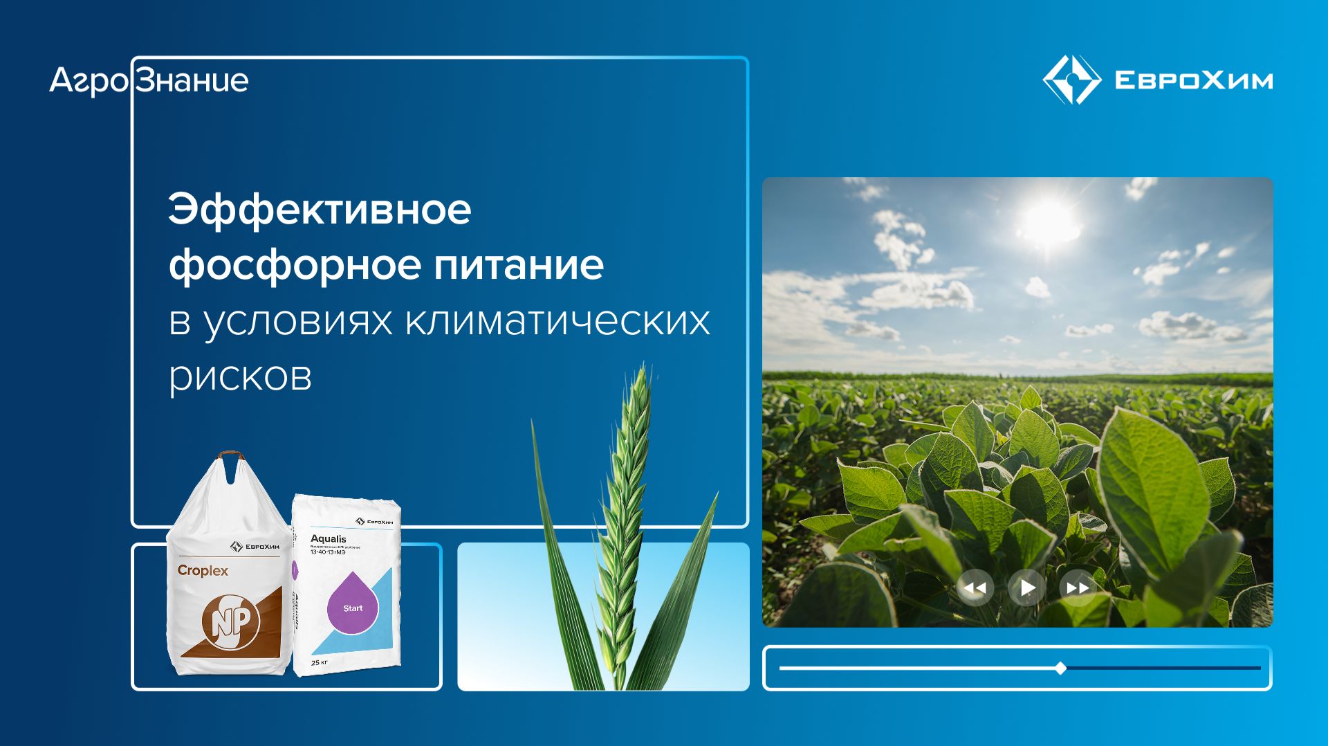 Эффективное фосфорное питание в условиях климатических рисков
