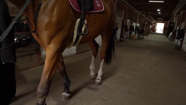 Мое конное дело - Диана Чеканина