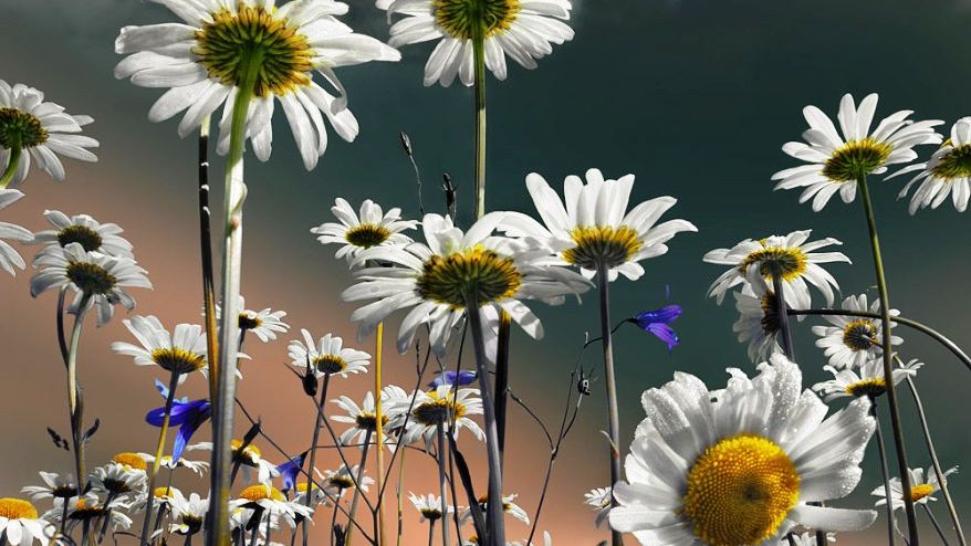 Я ТОЛЬКО ТВОЙ А.ГУСЕВА, З.ЛАЗАРЕВА, АЛОМТЕВ & AI 4.35 (1)