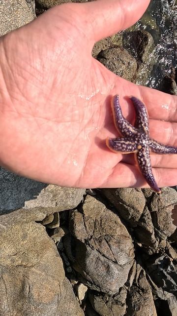 Маленькая фиолетовая морская звезда 🇷🇺 | Японское море