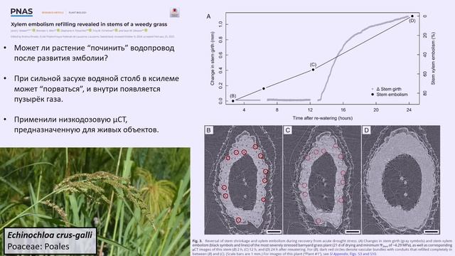 Plant science 2025: год обмана, жары и ботанической инженерии: Константин Фомичев
