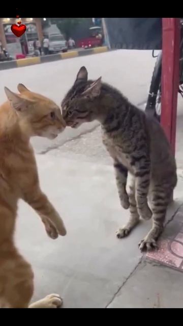 Серьезный базар в натуре! 😻Веселые котики. Коты хулиганы! #кот #хулиган #трюк #смех #short