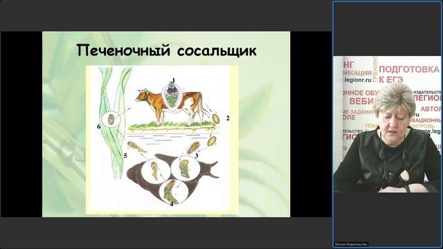 Система и многообразие органического мира: царство "Животные" в заданиях ЕГЭ и ОГЭ по биологии
