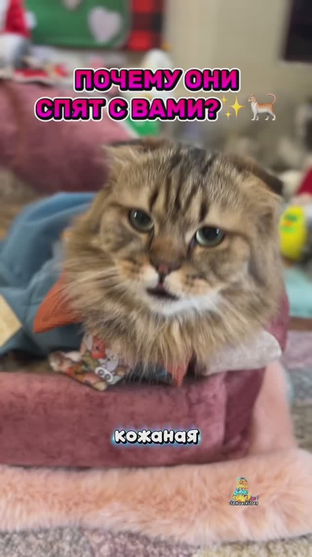 А где спят ваши пушистики?😻 #котики #милота #животные