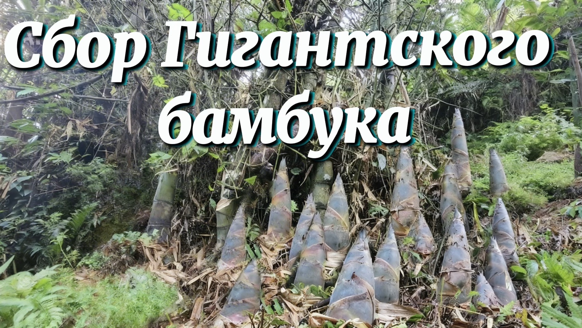 Сбор урожая побегов гигантского бамбука. Маринованние  побегов бамбука традиционным способом.