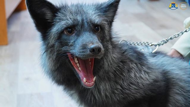 Рыжий фестиваль в ОКЦ СВАО