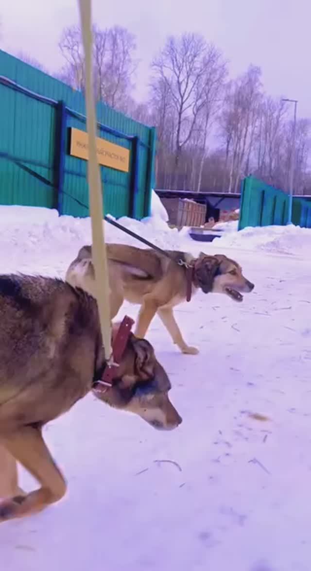 "Зея и Алтай в поисках весны" ❥ Приют в Малинках #приютдляживотных