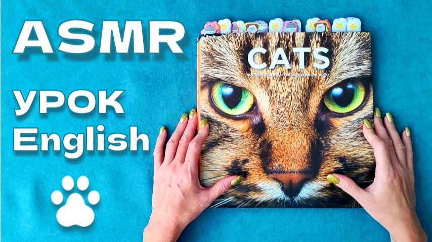 #47 Кошачий АСМР: урок английского языка вместе с котиками | Изучаем прилагательные | ASMR