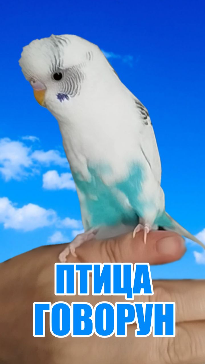 Волнистый попугай, птица говорун