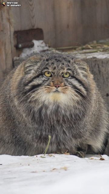 Манул Экекеш (котенок Мии) насупился. Новосибирский зоопарк