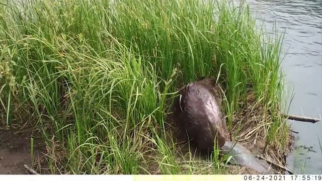 Бобер бобр смотреть онлайн