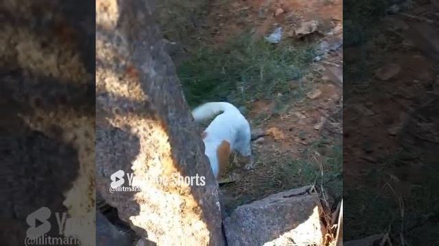 Индийская собачка Жасминка хочет выйти наружу из дома. Она осталась в доме одна.