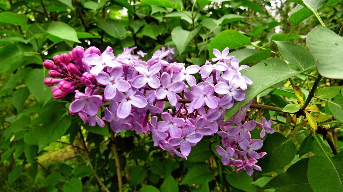 Буйство мая