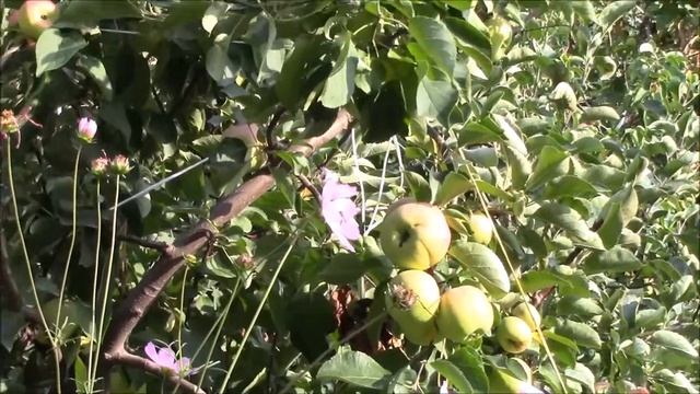 Секреты сохранения яблонь от сибирских морозов  Павлова Ирина