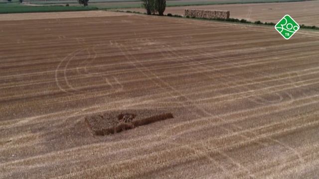 Куда улетели ласточки? Анонс. Канал ЗОО ТВ