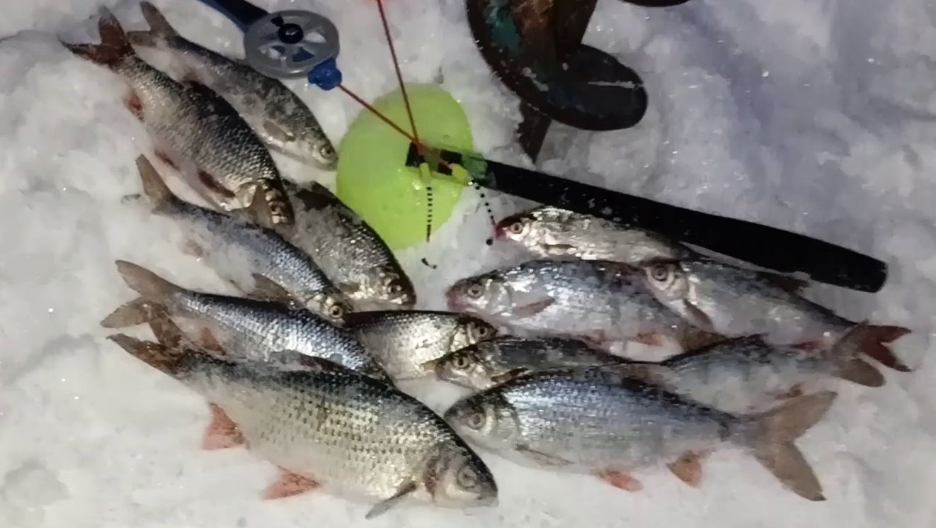 Безмотылка с граненым шариком фиолетового цвета сделала рыбалку.