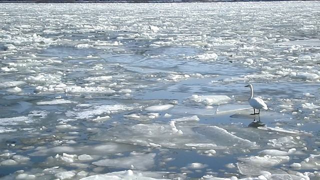 ЛЕБЕДИ НА ЛЬДИНЕ