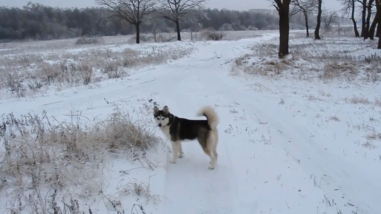 К 8 марта! Рулатэ «ДУДЕЛКИ «ВЕСЁЛЫЕ ХАСКИ»  клип моей песни из цикла «Поэзия земли нижегородской»