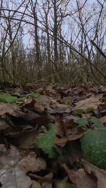 Полевая мышь