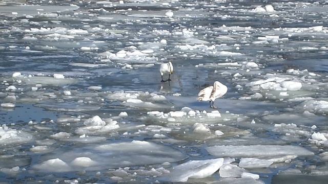 ЛЕБЕДИ НА ЛЬДИНЕ