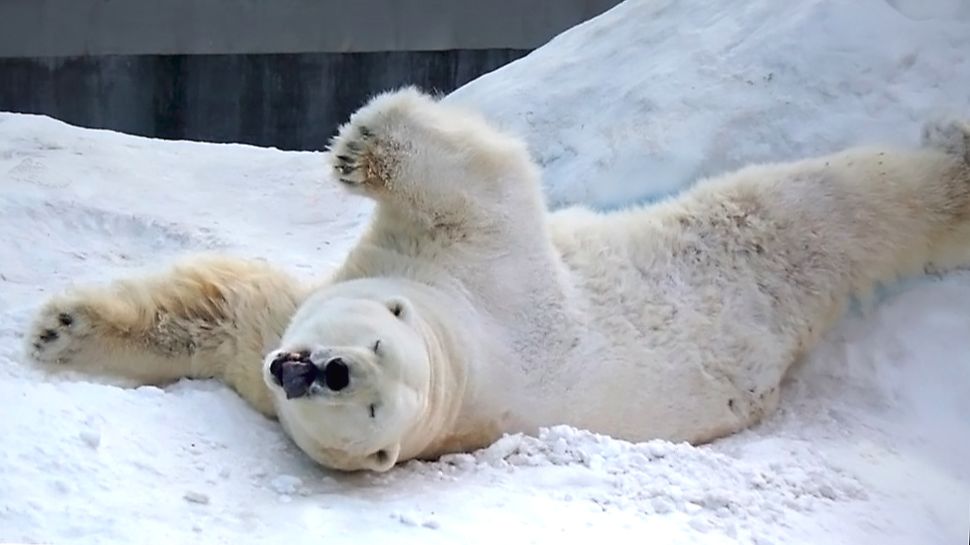Потягушки от белого медведя Кая медленно перешли в ужин.