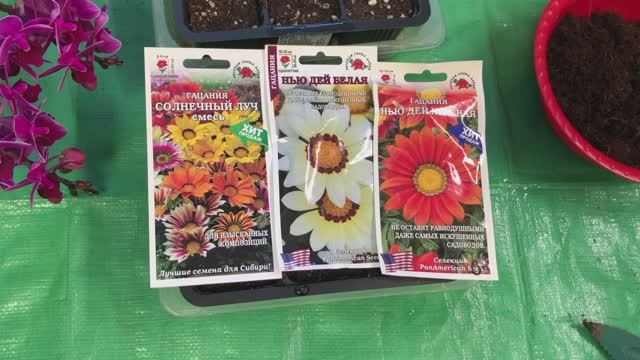 Гацания какой сорт выбрать посев газании