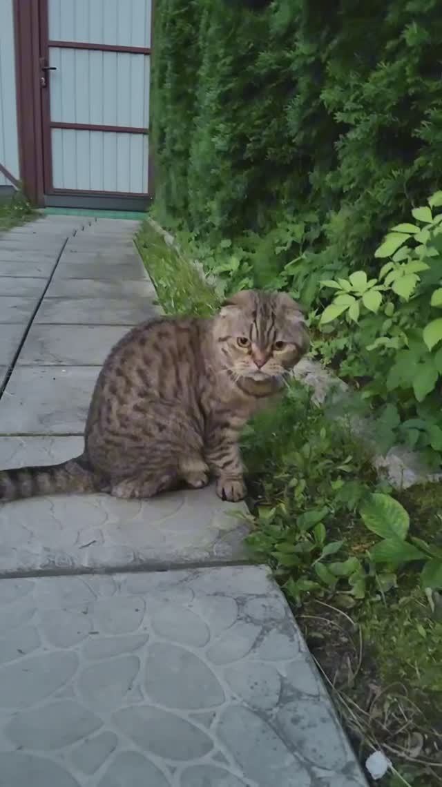 Сергей и Алиса | История двух сердец | Дачные видеозарисовки | Охотница на лягушек