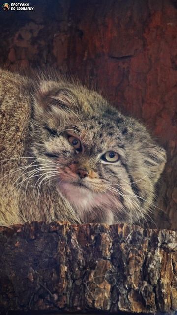 Манул Пепе высматривает кого-то. Ленинградский зоопарк