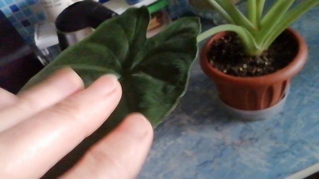 Красивая незнакомка/ помогите опознать алоказию