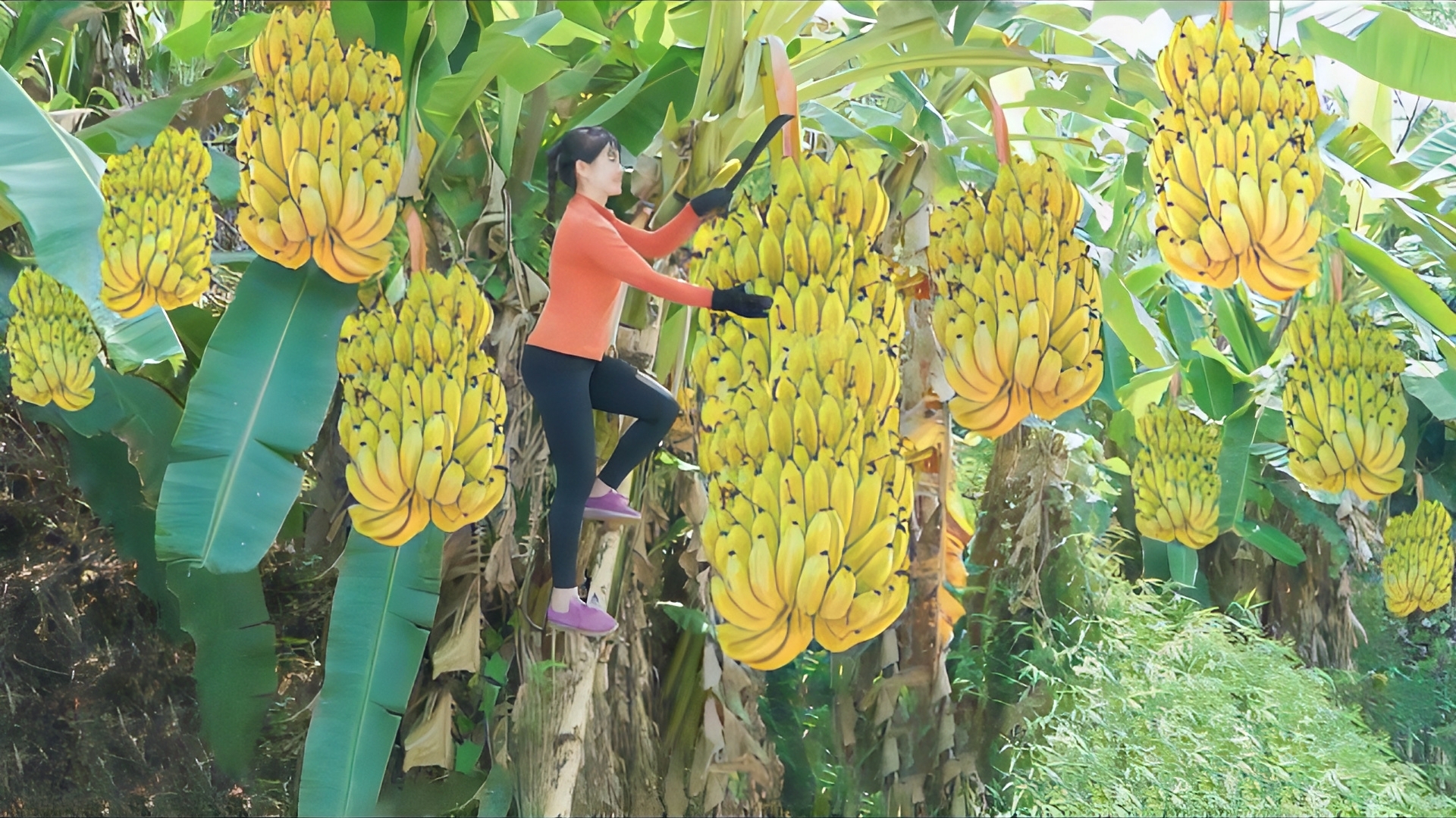 Сбор большого количества гроздей бананов на продажу. Нхат. Вьетнам